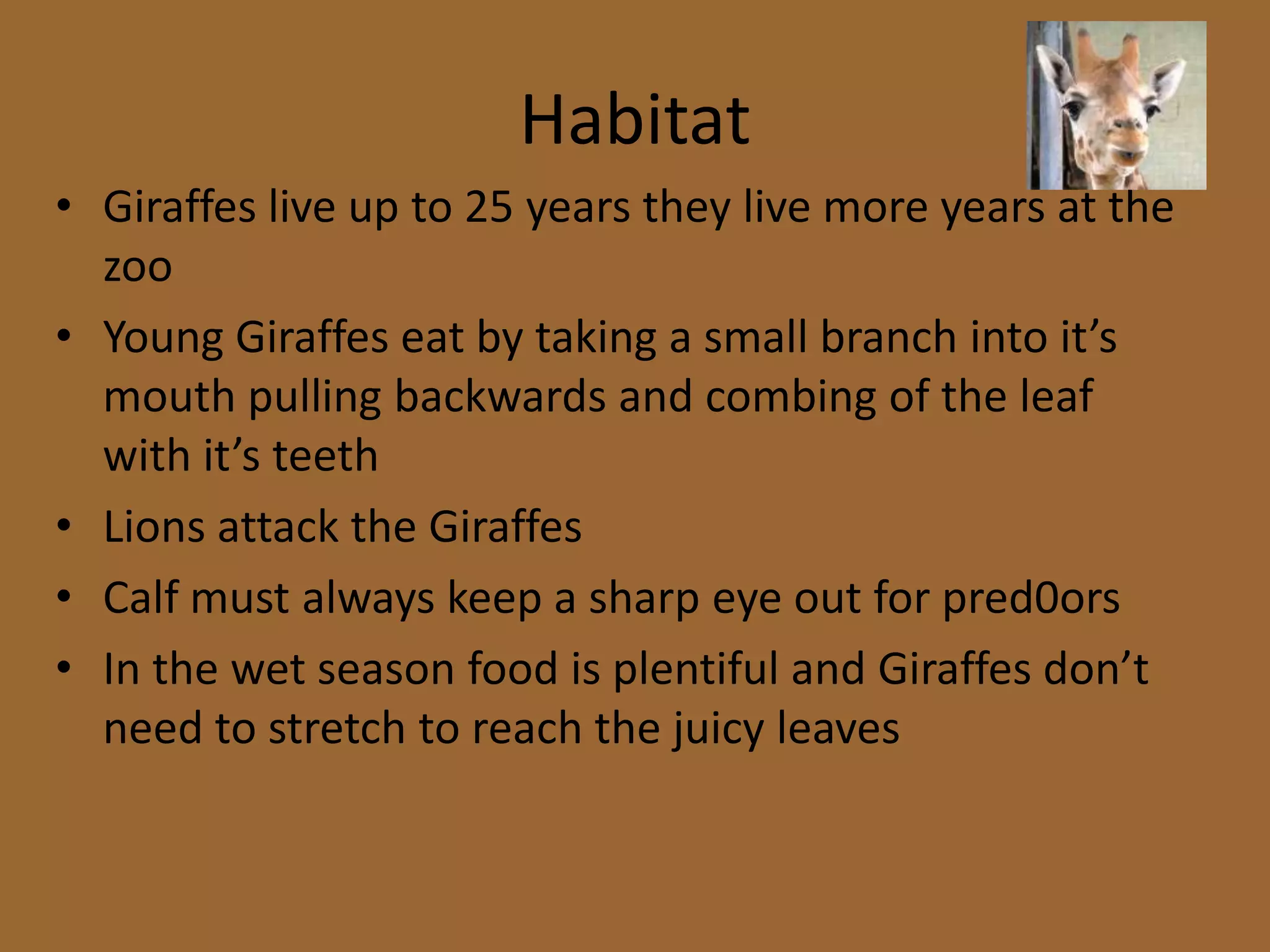 Giraffe | PPT