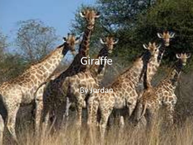 Giraffe | PPT