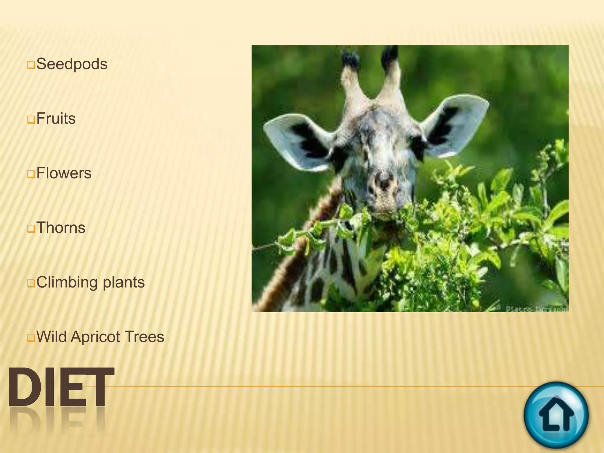 Giraffe | PPT