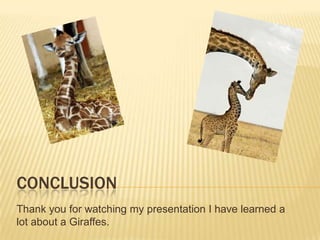 Giraffe | PPT