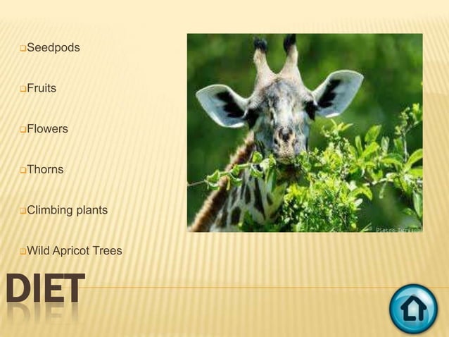 Giraffe | PPT