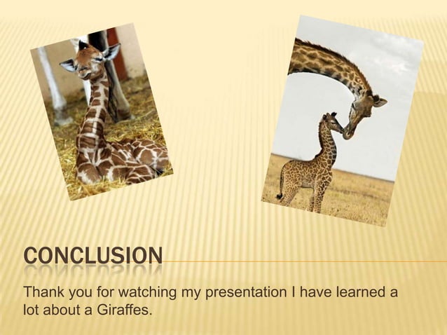 Giraffe | PPT