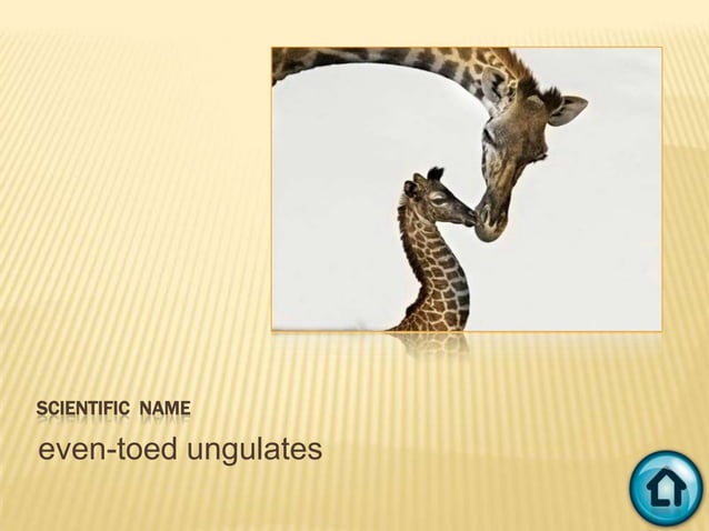 Giraffe | PPT