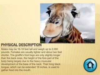 Giraffe | PPTX