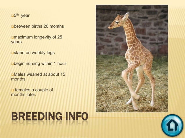Giraffe | PPT