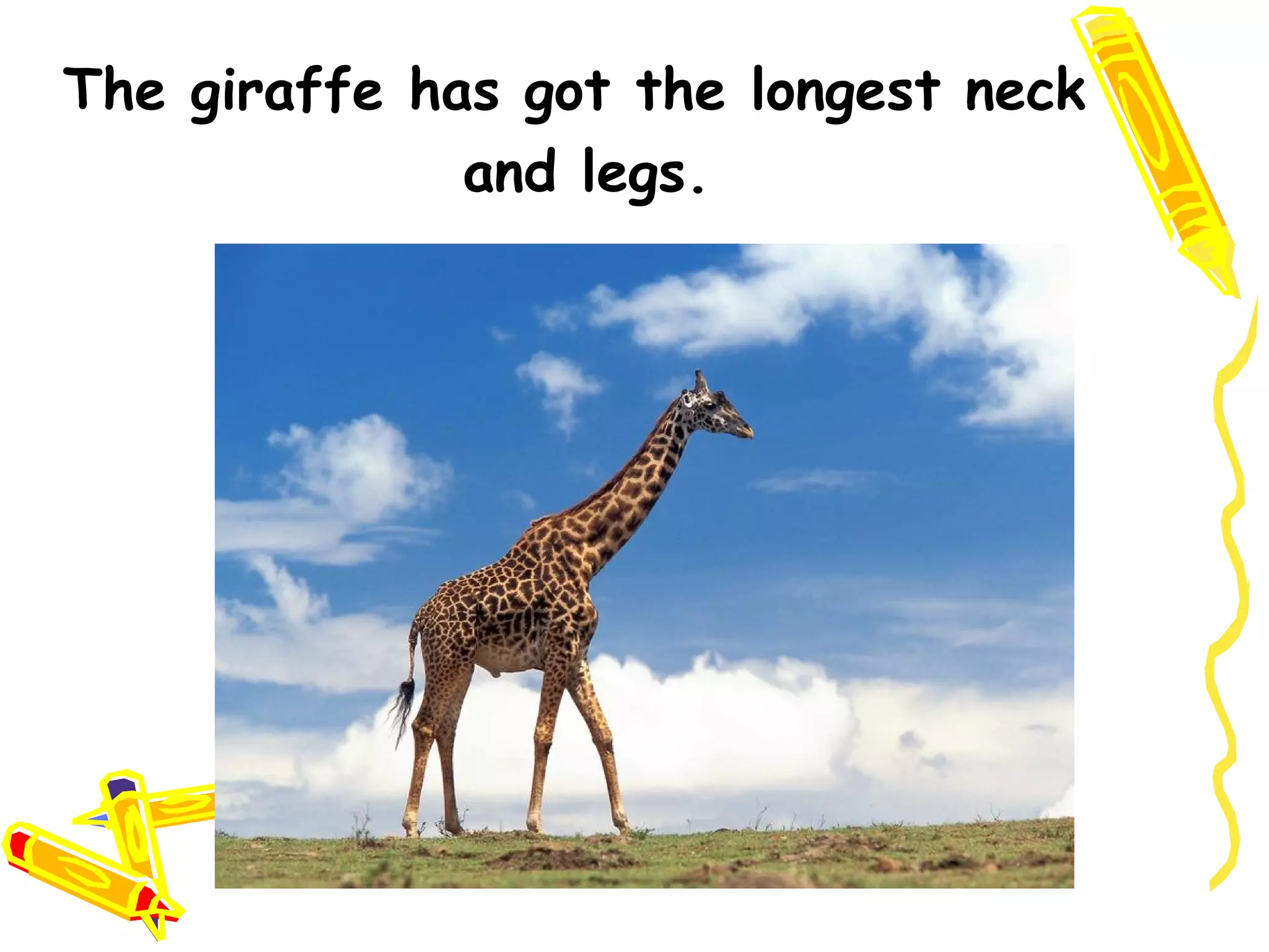 Giraffe | PPT