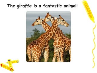 Giraffe | PPT