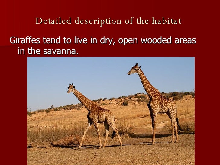 Reticulated Giraffe Facts Habitat Adaptations Pictures