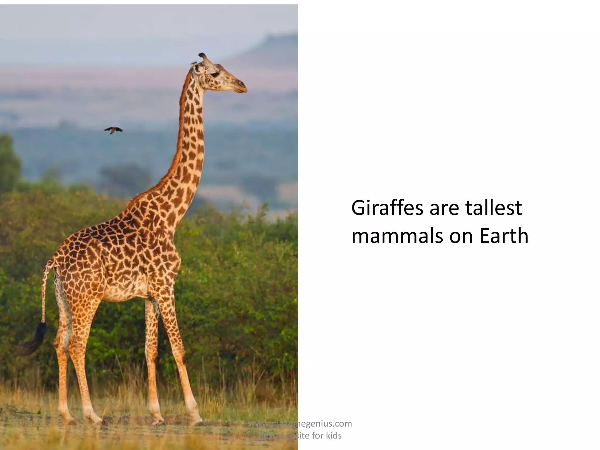 Giraffe facts for kids | PDF