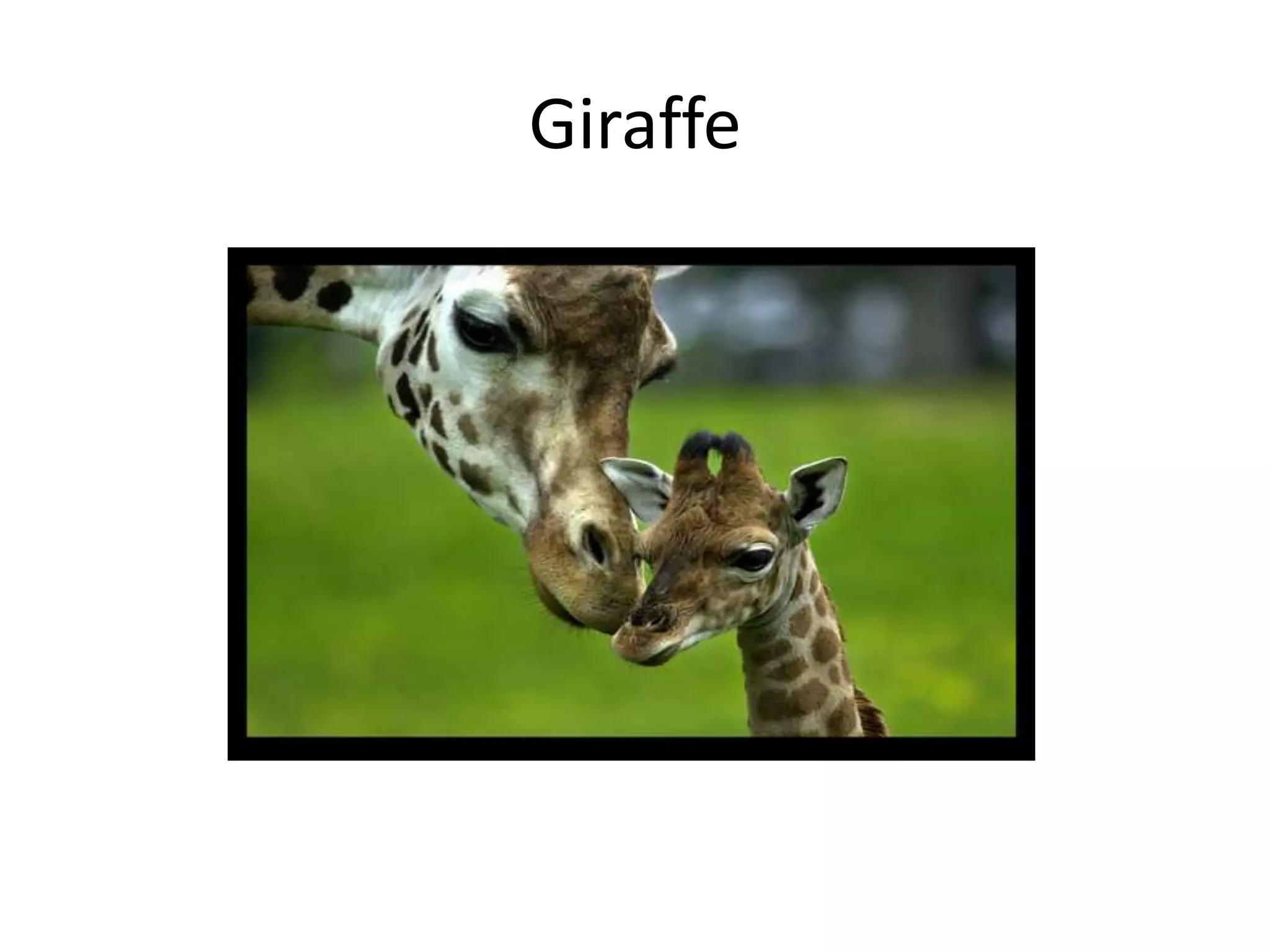 Giraffe powerpoint | PPT
