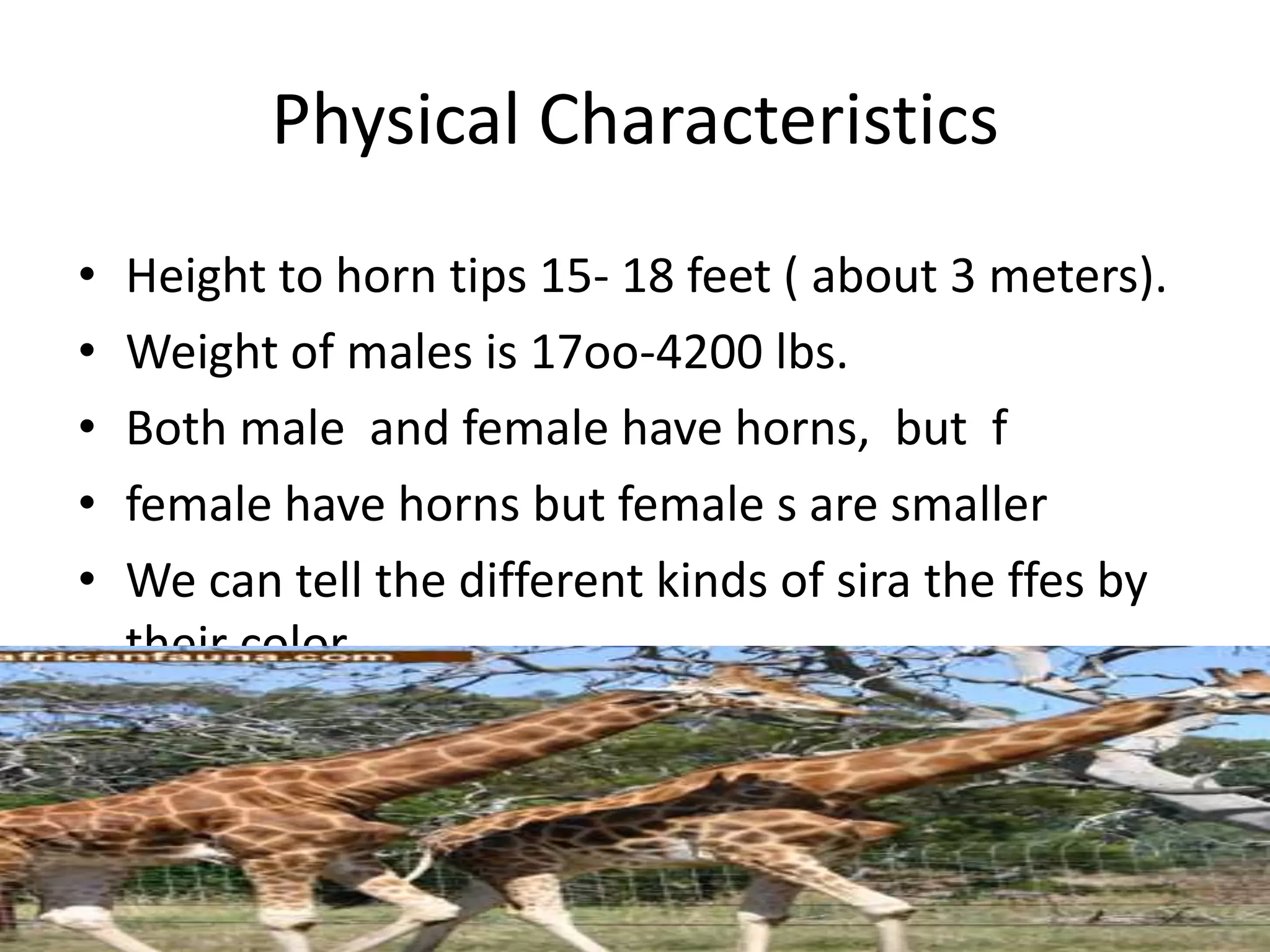 Giraffe powerpoint | PPT