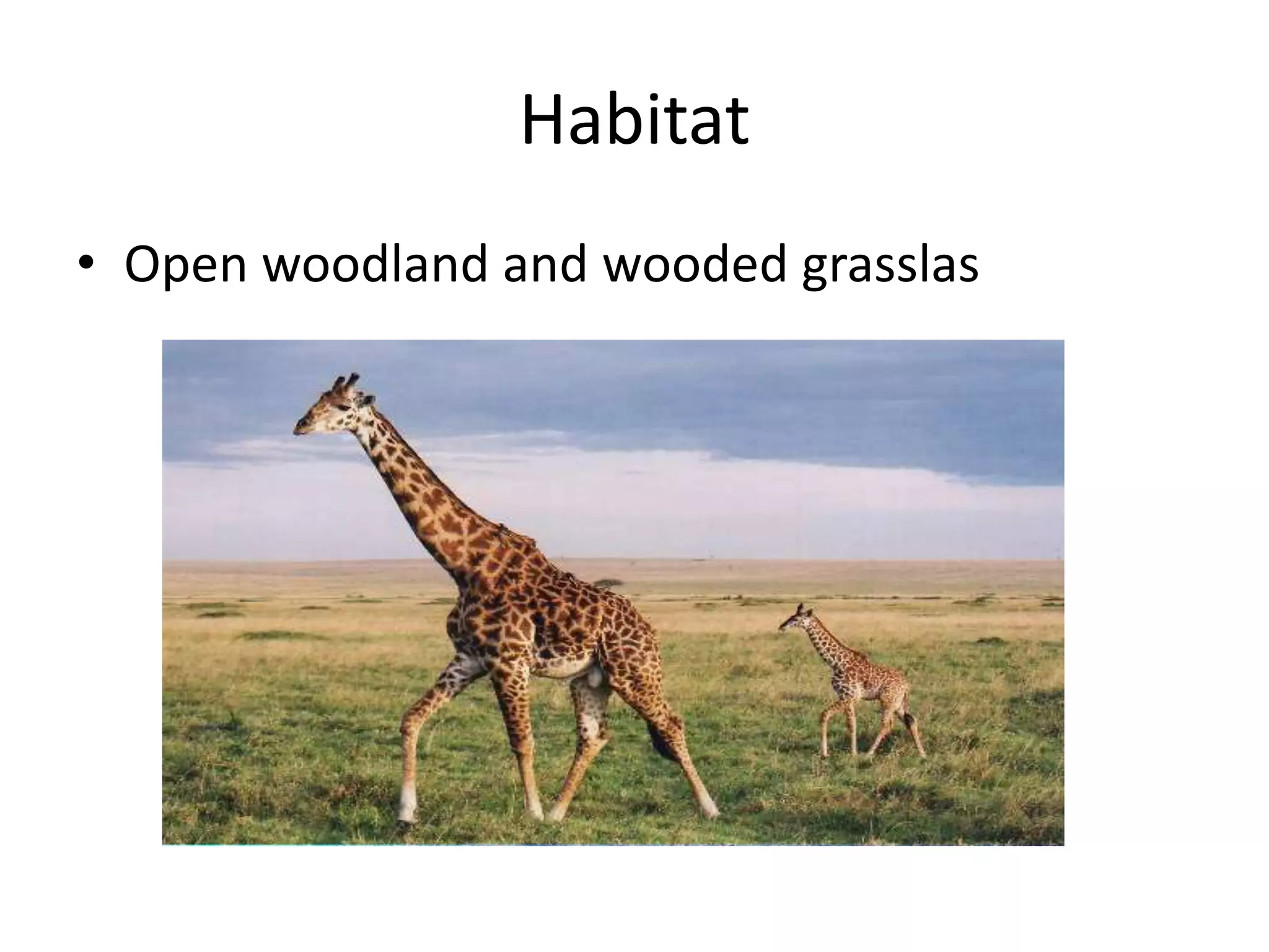 Giraffe powerpoint | PPT