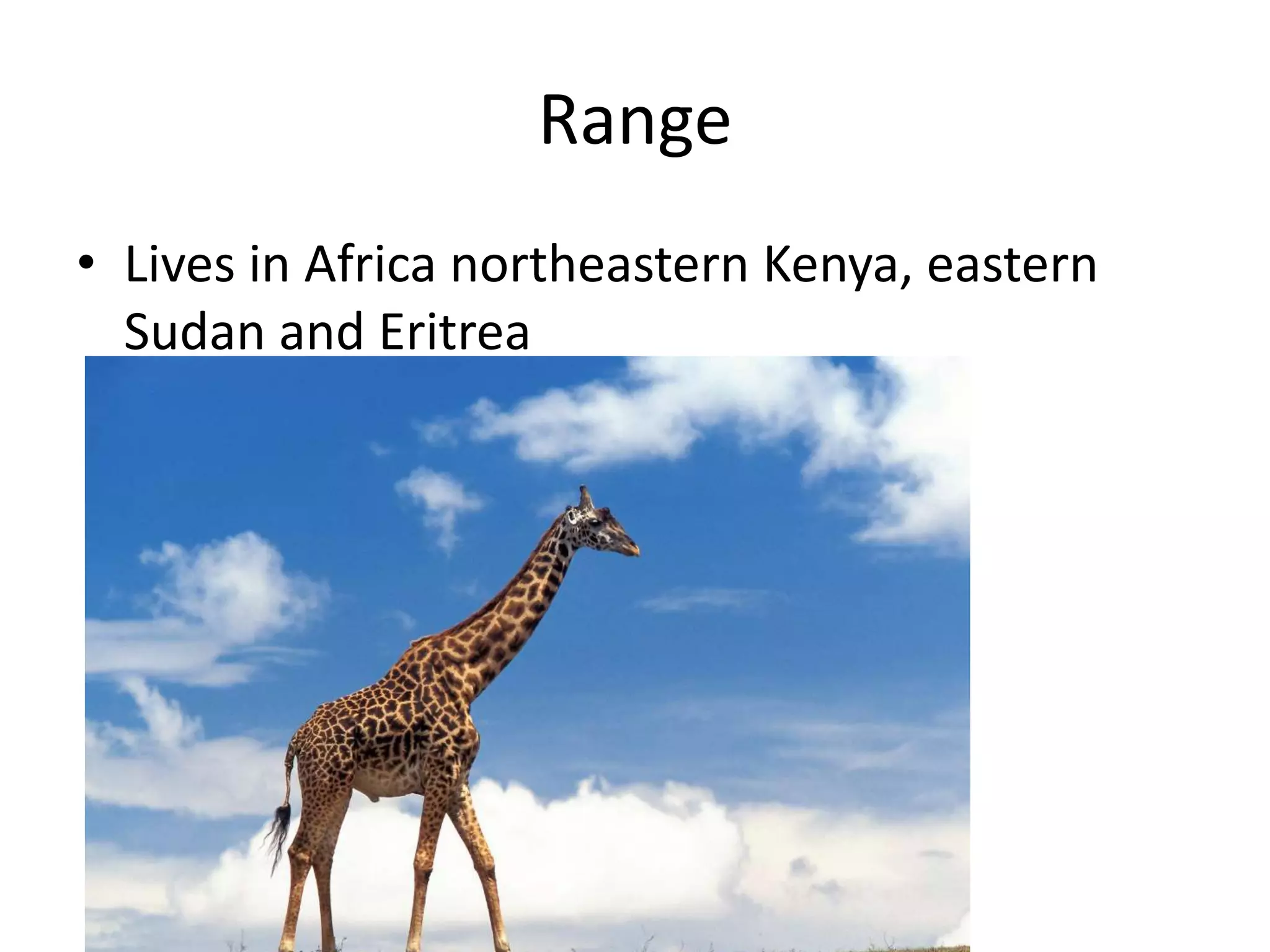 Giraffe powerpoint | PPT