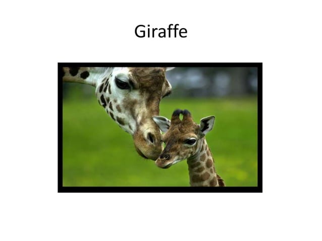Giraffe powerpoint | PPT