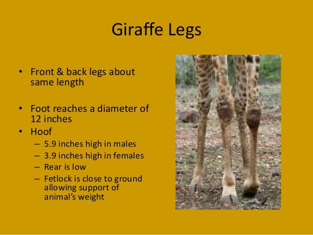 Giraffes
