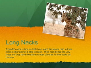 Giraffes | PPT