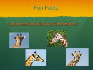 Giraffes | PPT