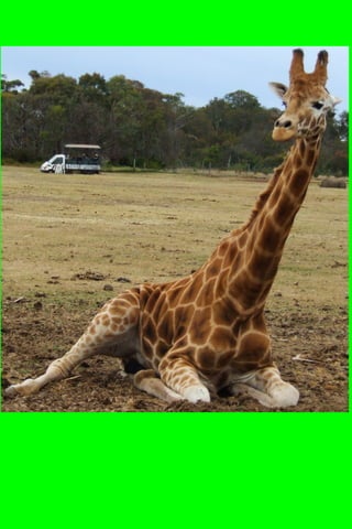 Giraffes | PDF | Free Download