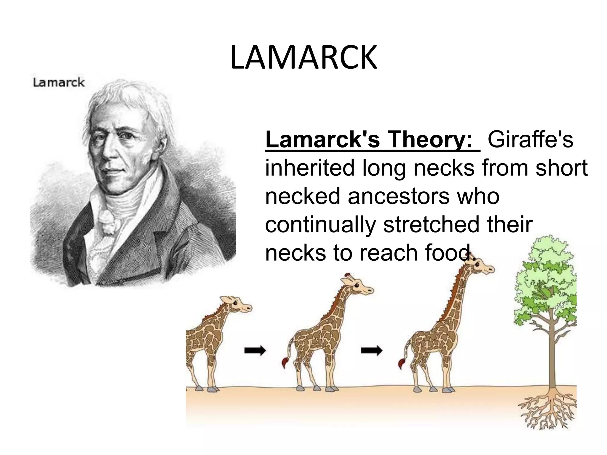 Giraffes Lamark vs Darwin | PPTX