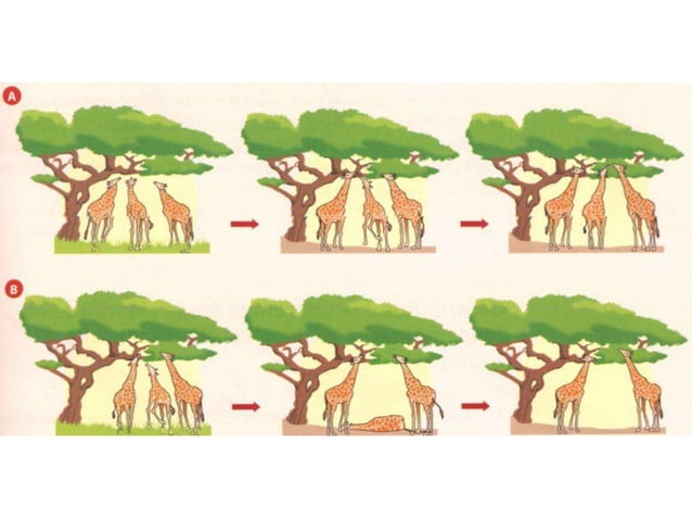 Giraffes Lamark vs Darwin | PPTX