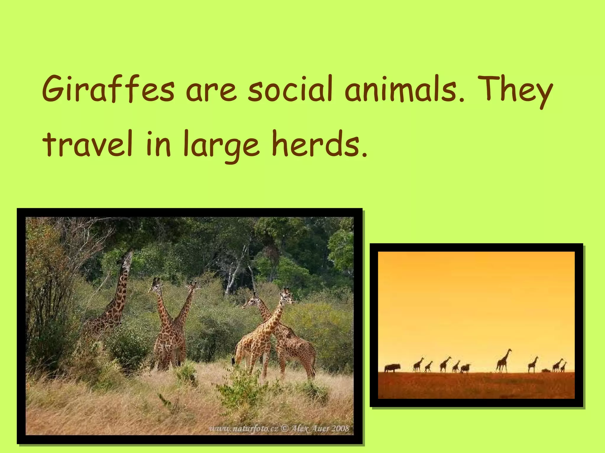 Giraffes ppt | PPT