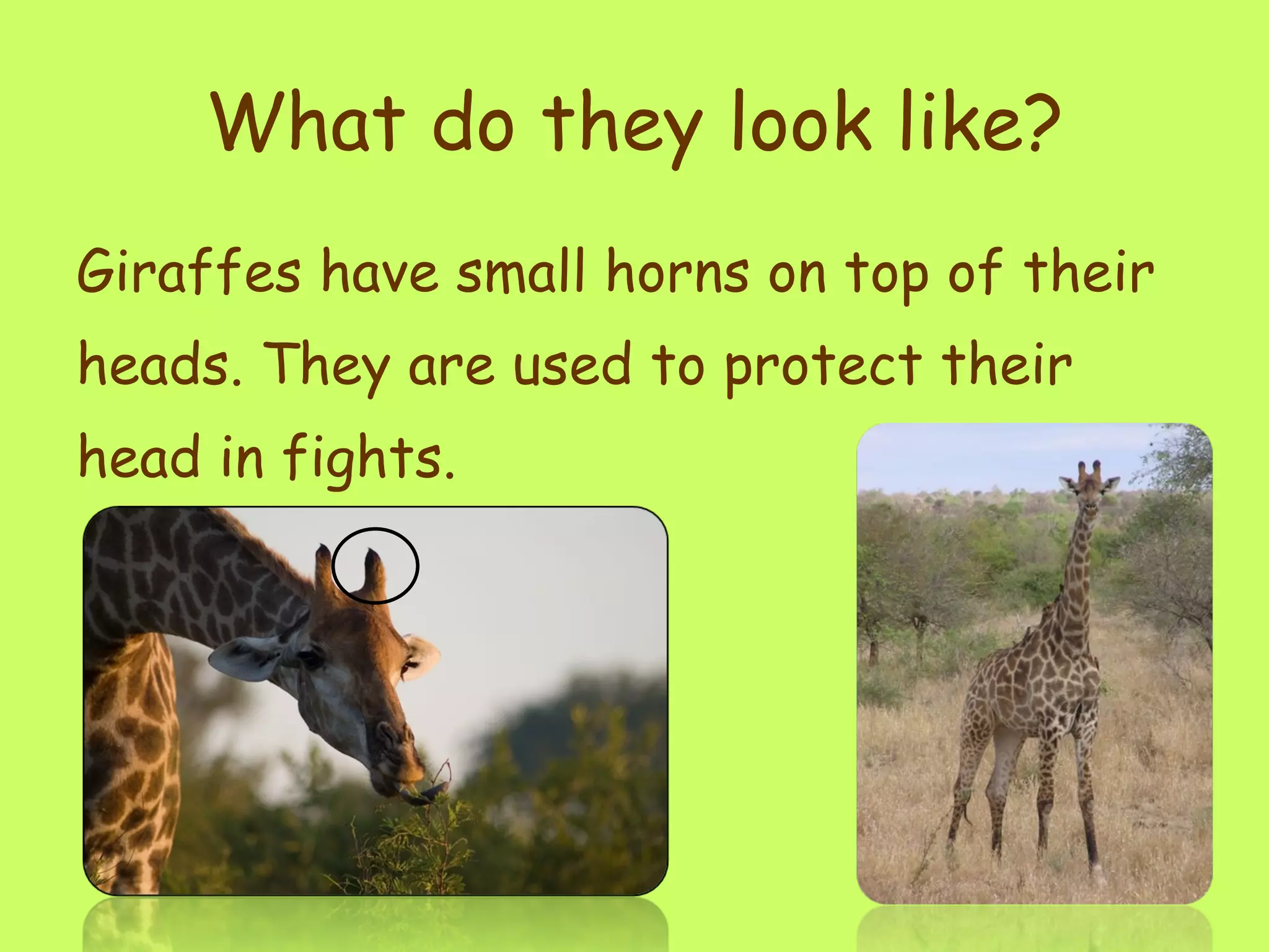 Giraffes ppt | PPT