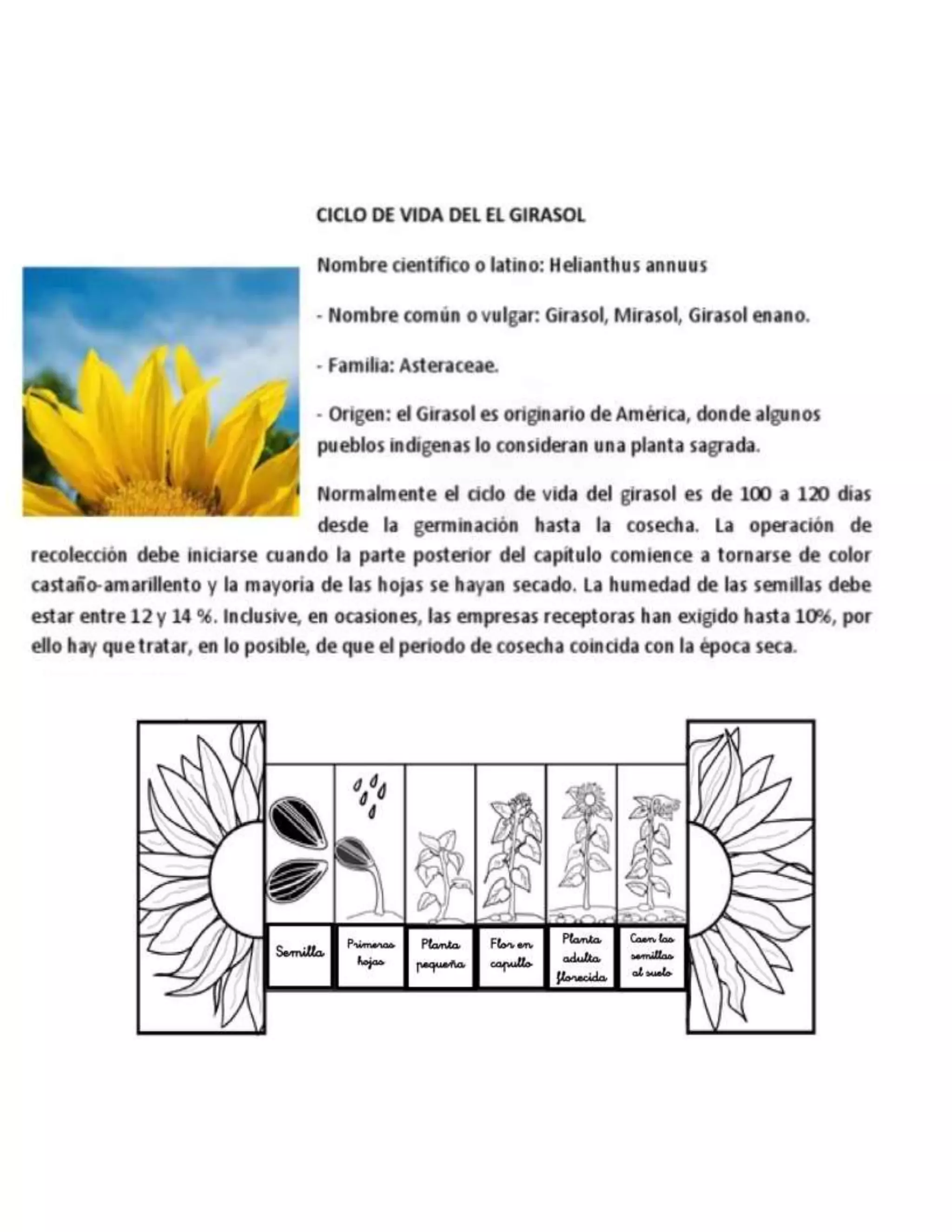 Girasol y acordeon.docx