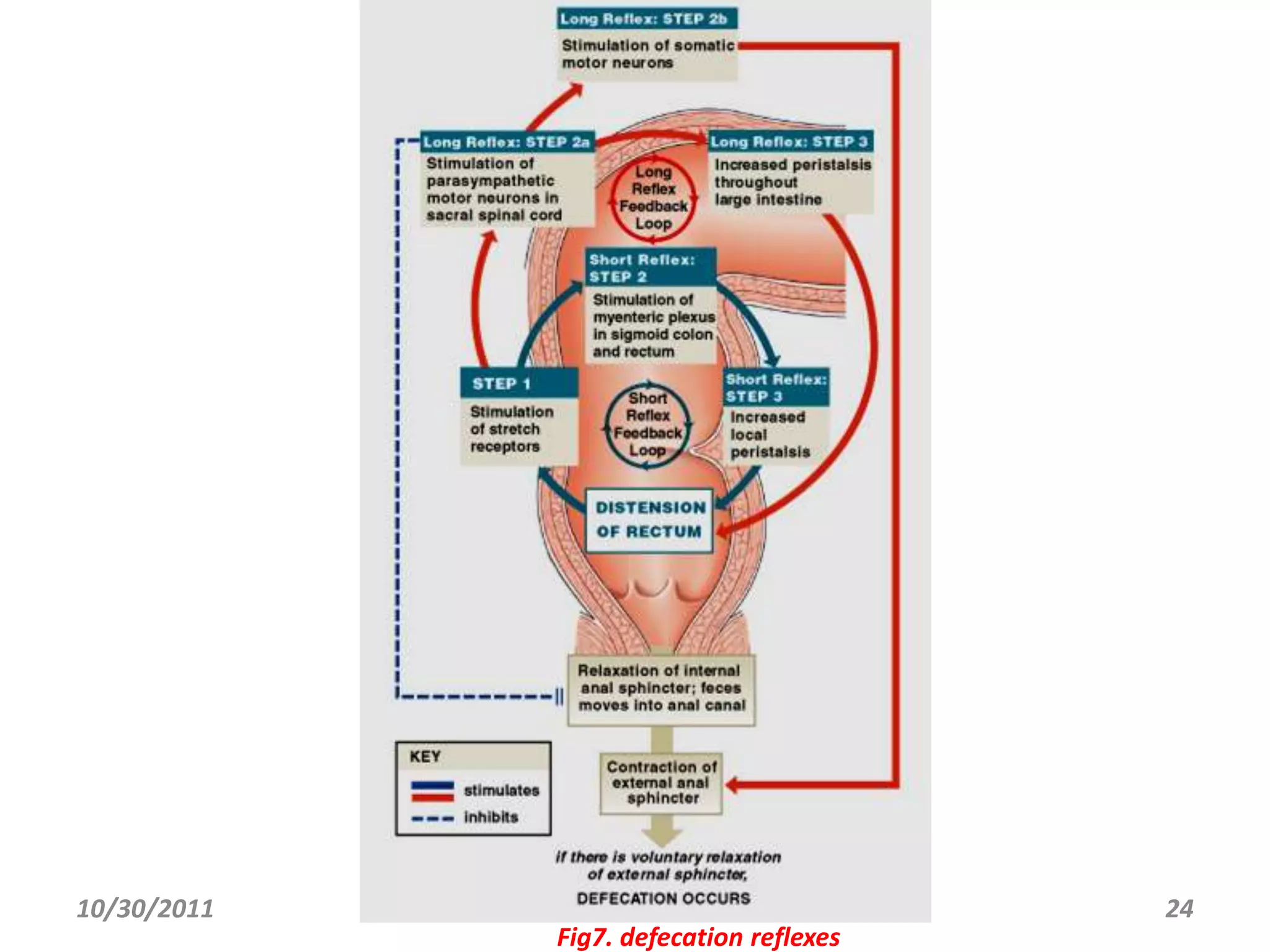 gastro intestinal reflexes | PPTX