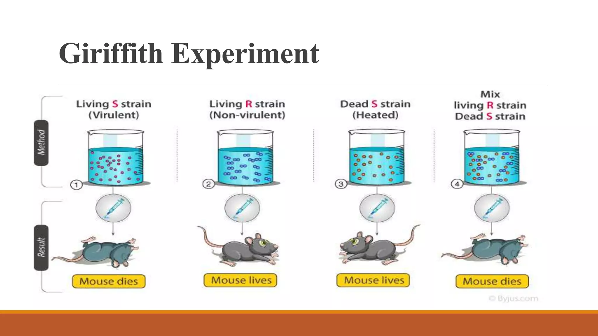 Giriffith experiment (1).pptx