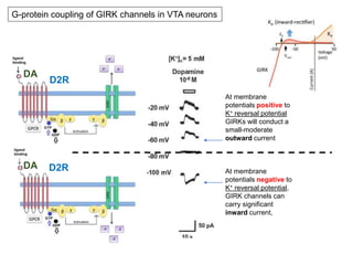 Rifken et al. 2018 - GIRK currents in VTA dopamine neurons control the ...
