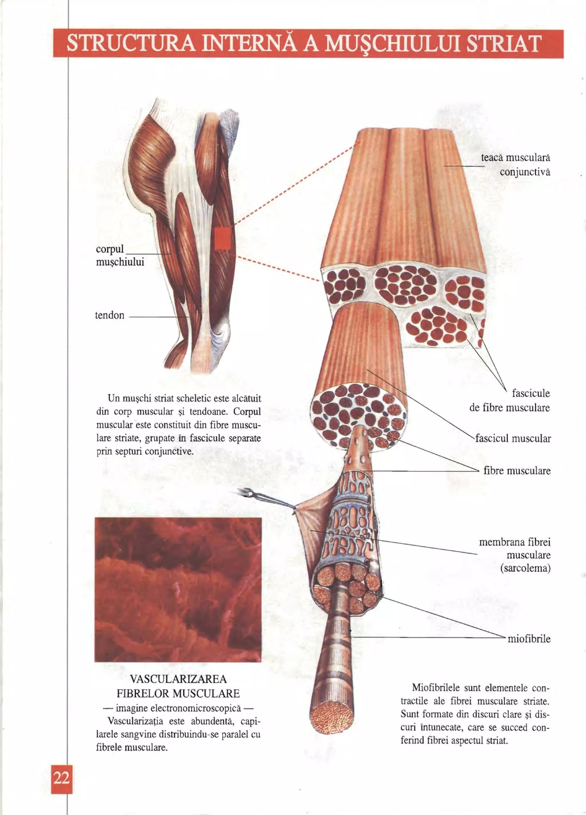 Girlshare.ro anatomia omului | PDF