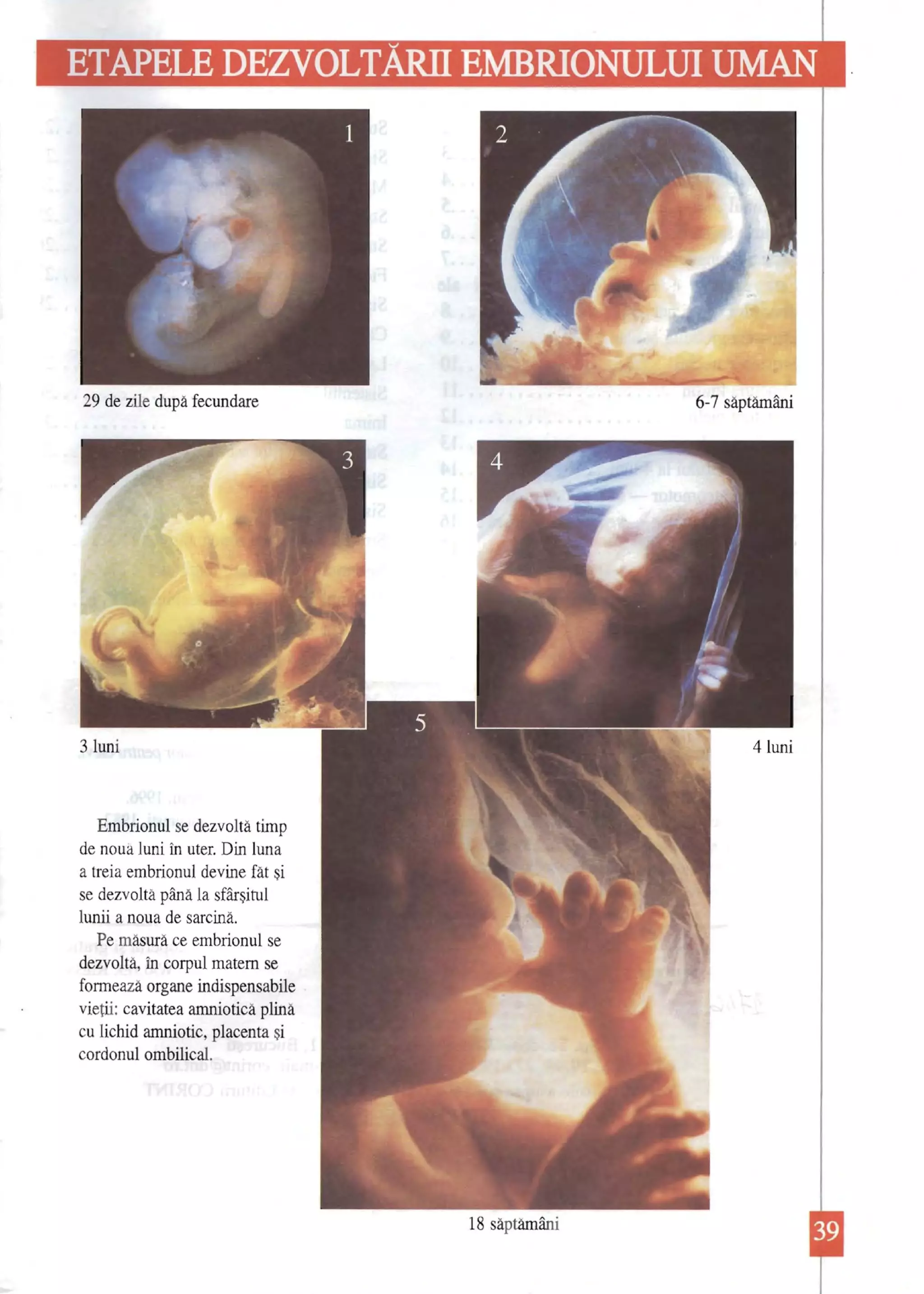 Girlshare.ro anatomia omului | PDF