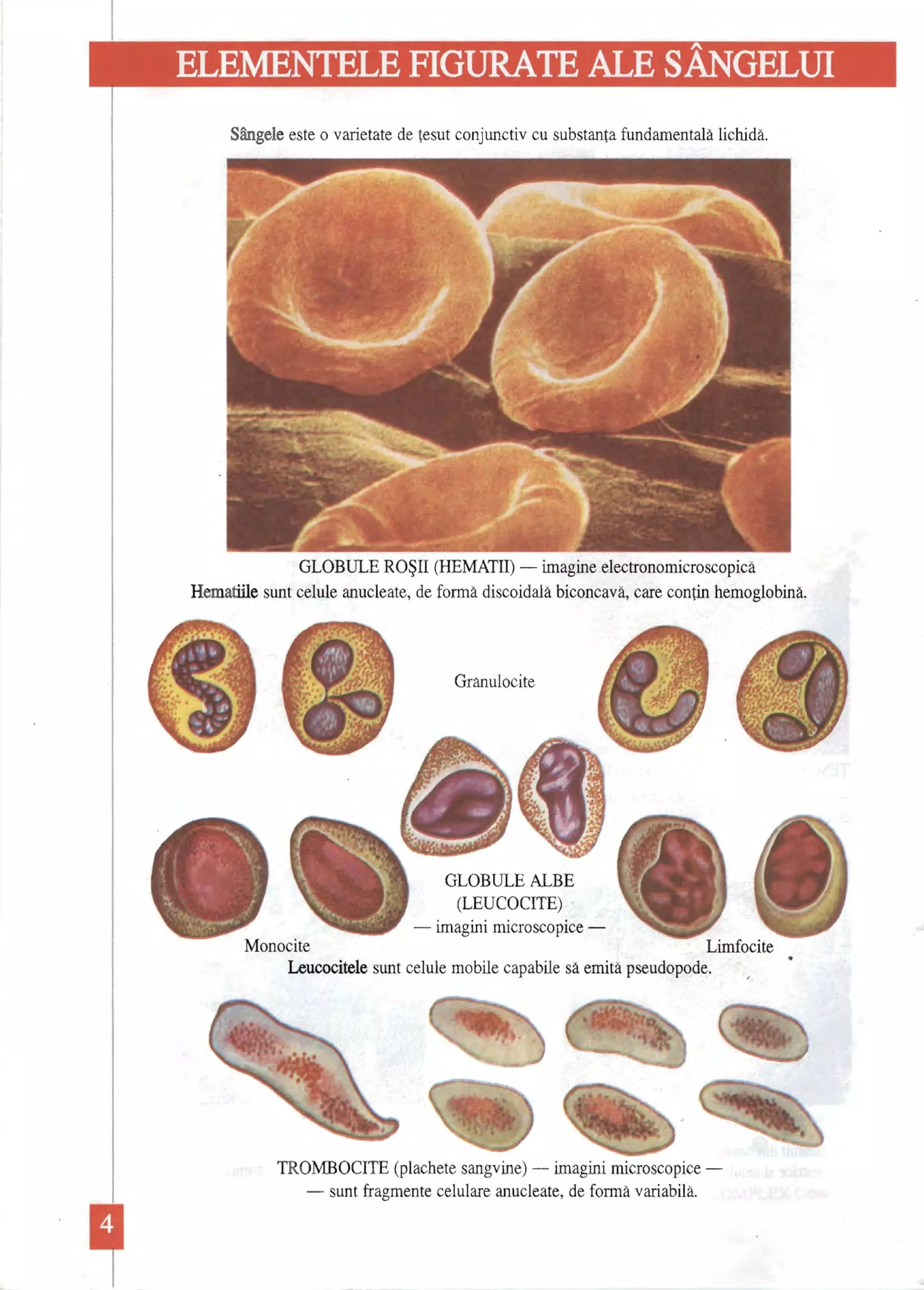 Girlshare.ro anatomia omului | PDF