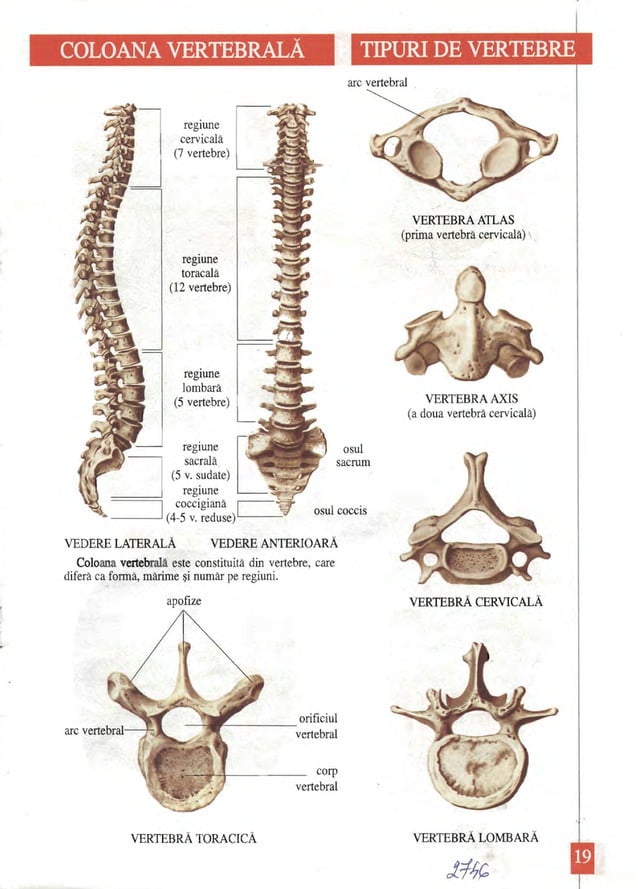 Girlshare.ro anatomia omului | PDF
