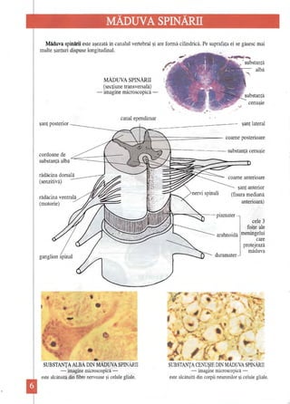 Girlshare.ro anatomia omului | PDF