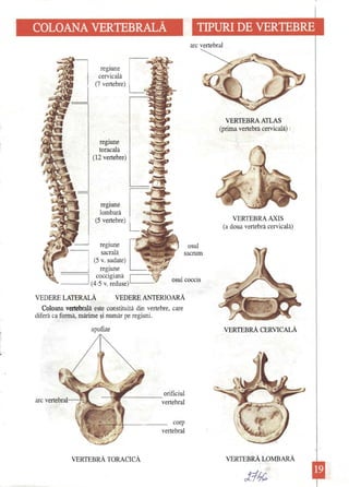 Girlshare.ro anatomia omului | PDF