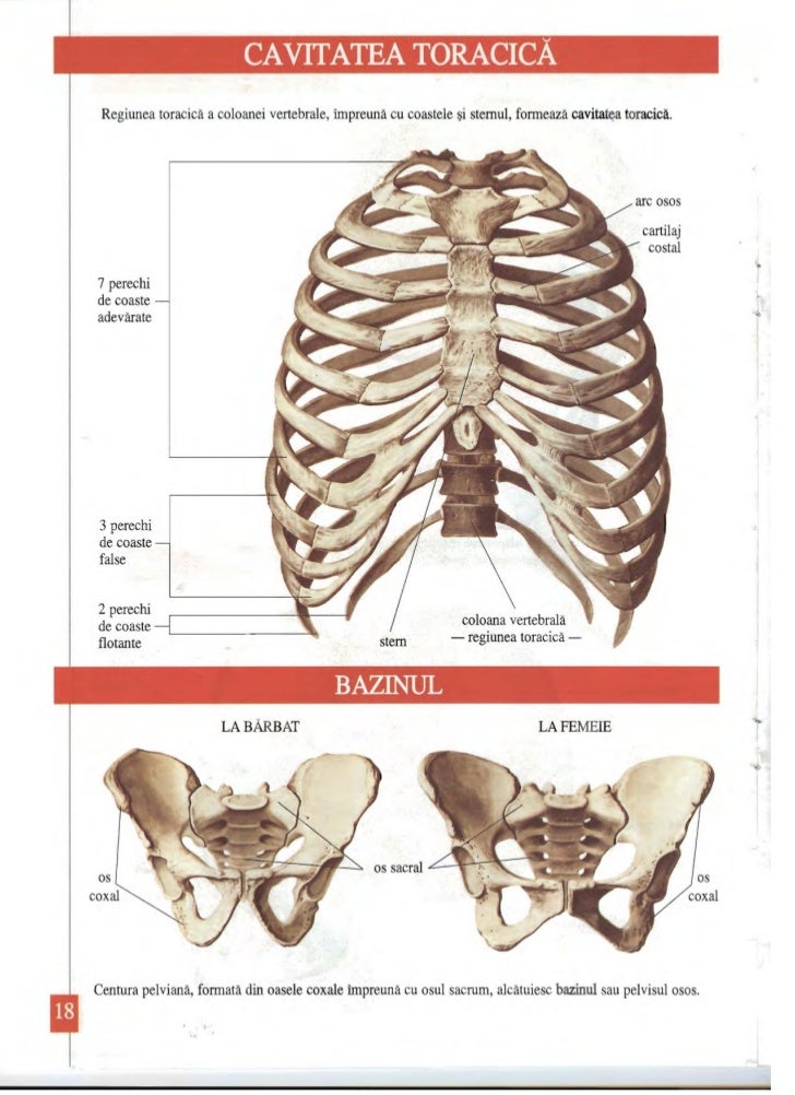 Girlshare.ro anatomia omului