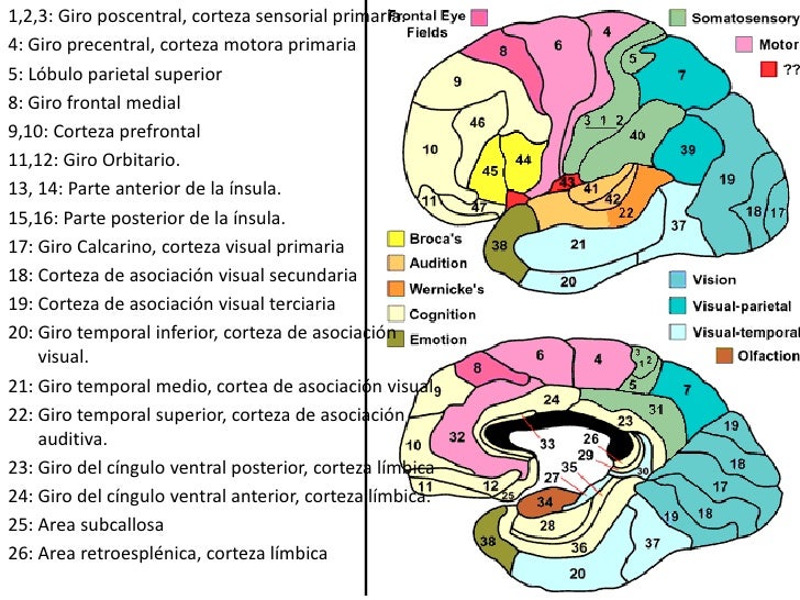 Giros, cíngulos, diviisiones