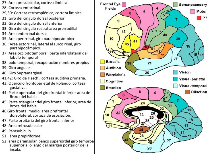 Giros, cíngulos, diviisiones