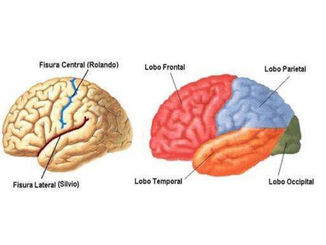 Giros, cíngulos, diviisiones