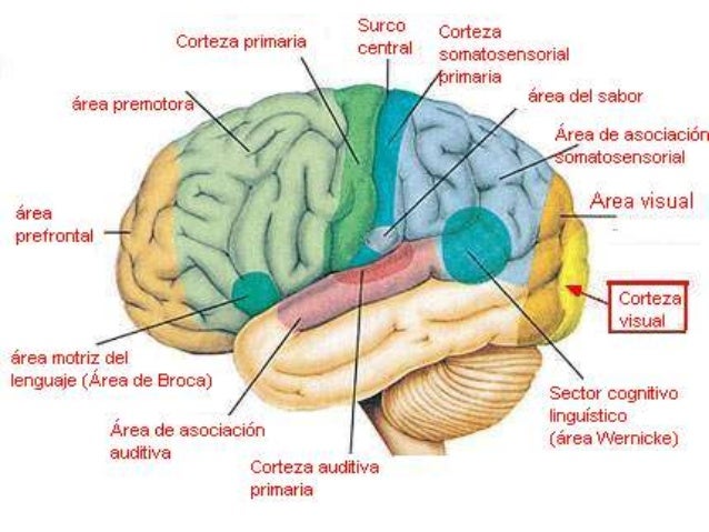 Giros, cíngulos, diviisiones