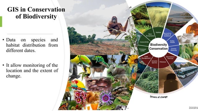 GIS & Conservation | PDF