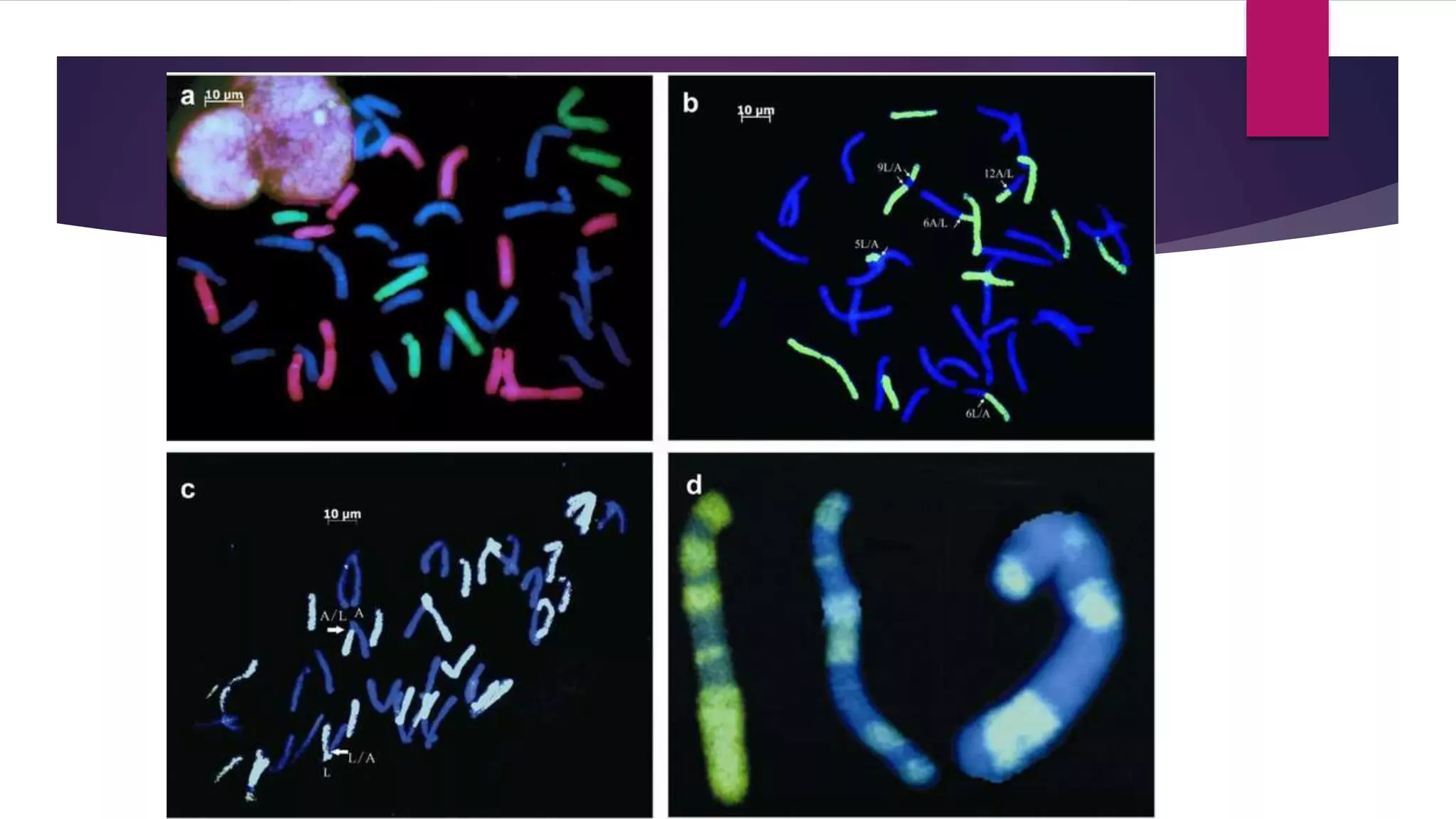 Genomic in-situ hybridization (GISH) | PPTX
