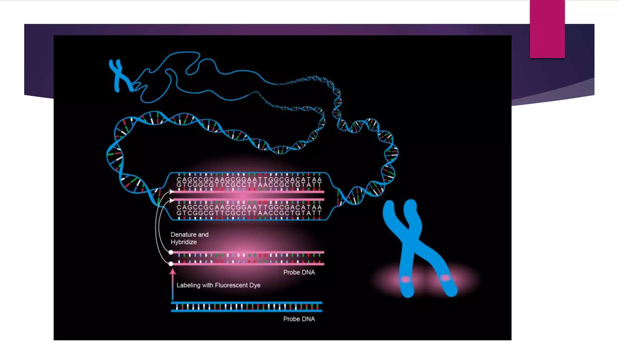 Genomic in-situ hybridization (GISH) | PPTX