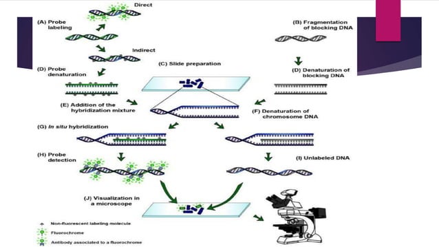 Genomic in-situ hybridization (GISH) | PPTX