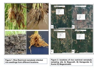 Gis n gps in nematode | PPT
