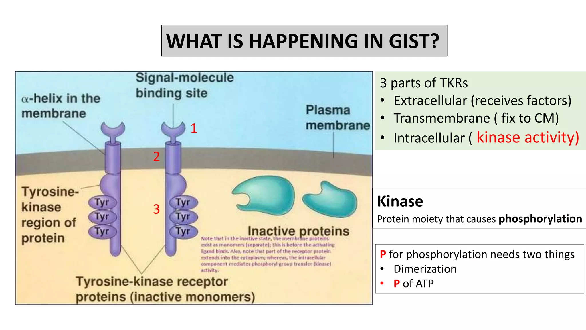 Gastrointestinal stromal tumors (GIST).pptx