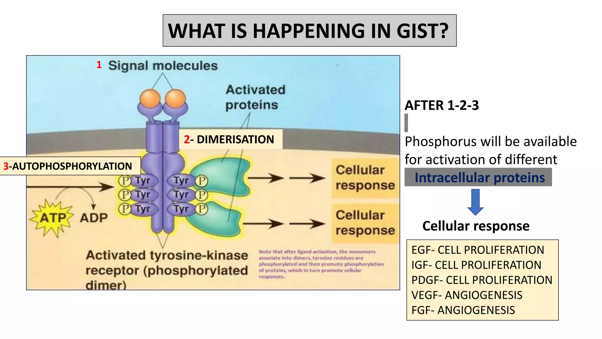 Gastrointestinal stromal tumors (GIST).pptx