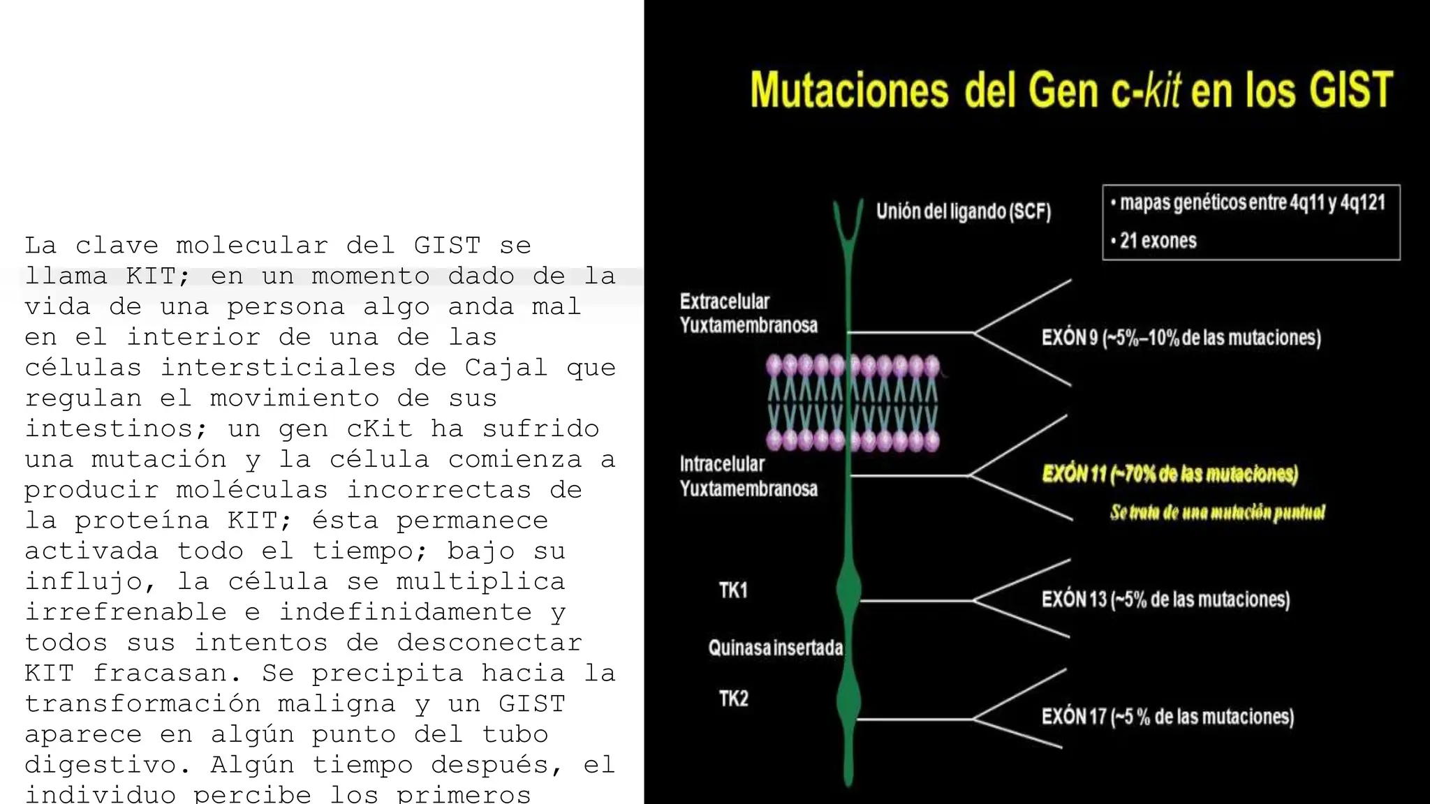 GIST- Tumores del estroma intestinal y estómago | PPTX
