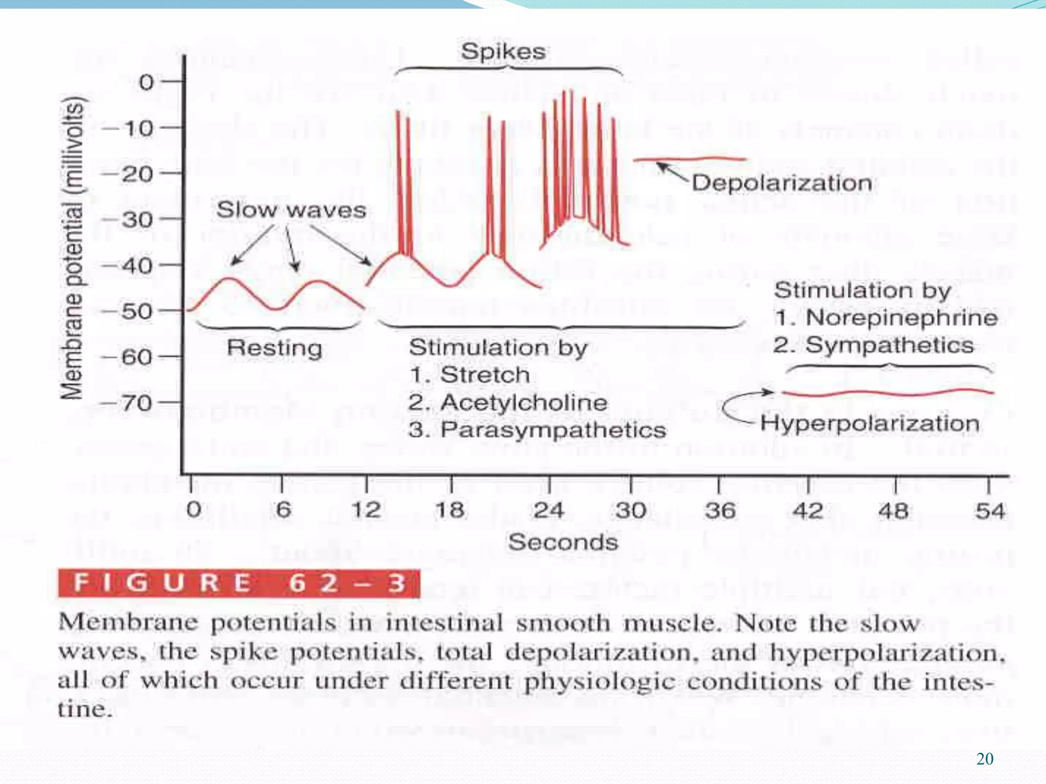 Introduction to Git Physiology | PPT